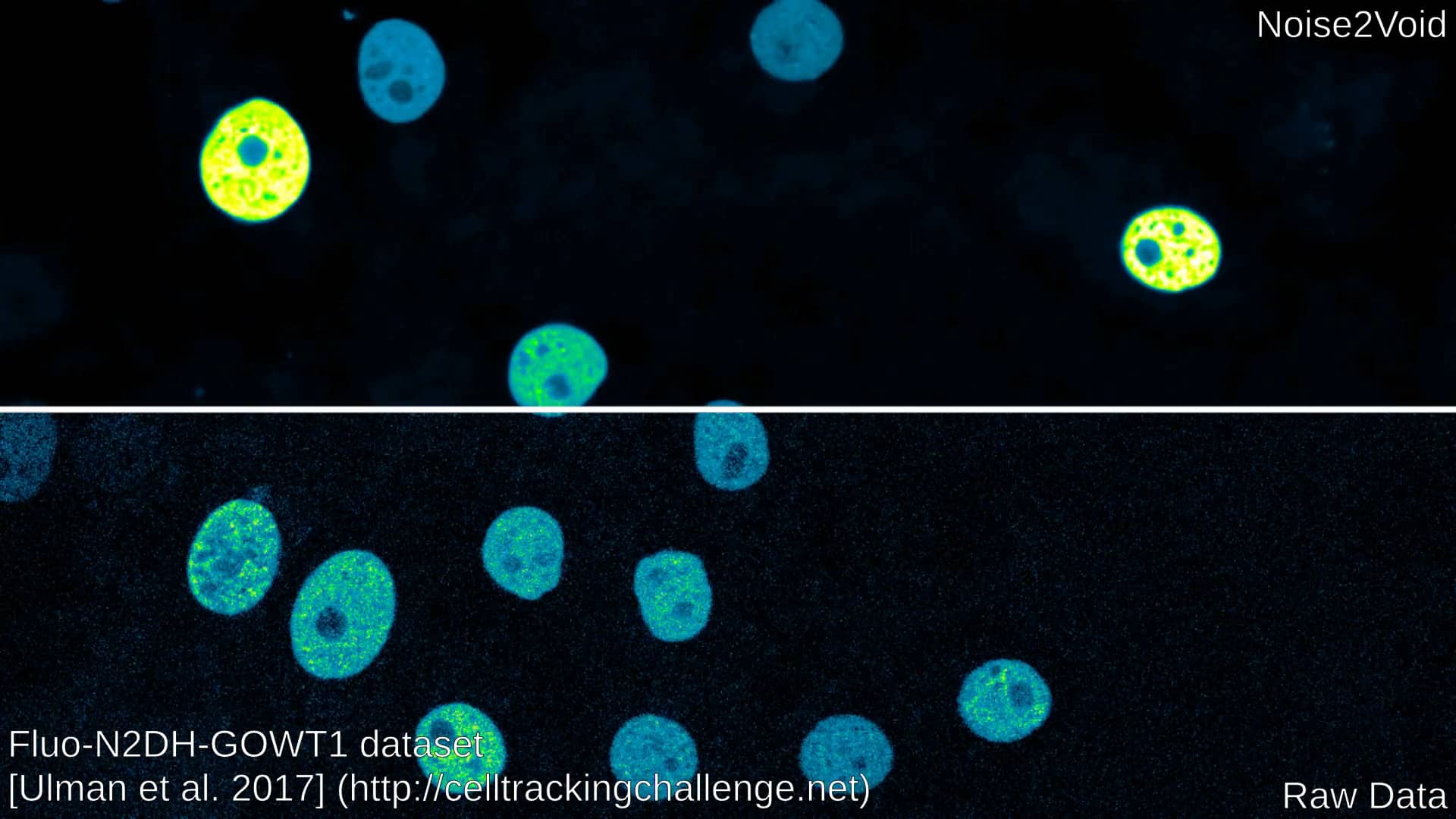 Noise2Void - Learning Denoising from Single Noisy Images on Vimeo