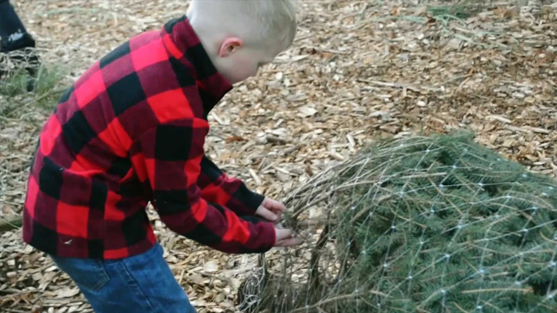 Welcome to Charlie Brown Christmas Tree Farm on Vimeo