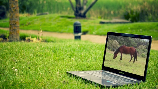 Computer Horse Meadow - Free video on Pixabay