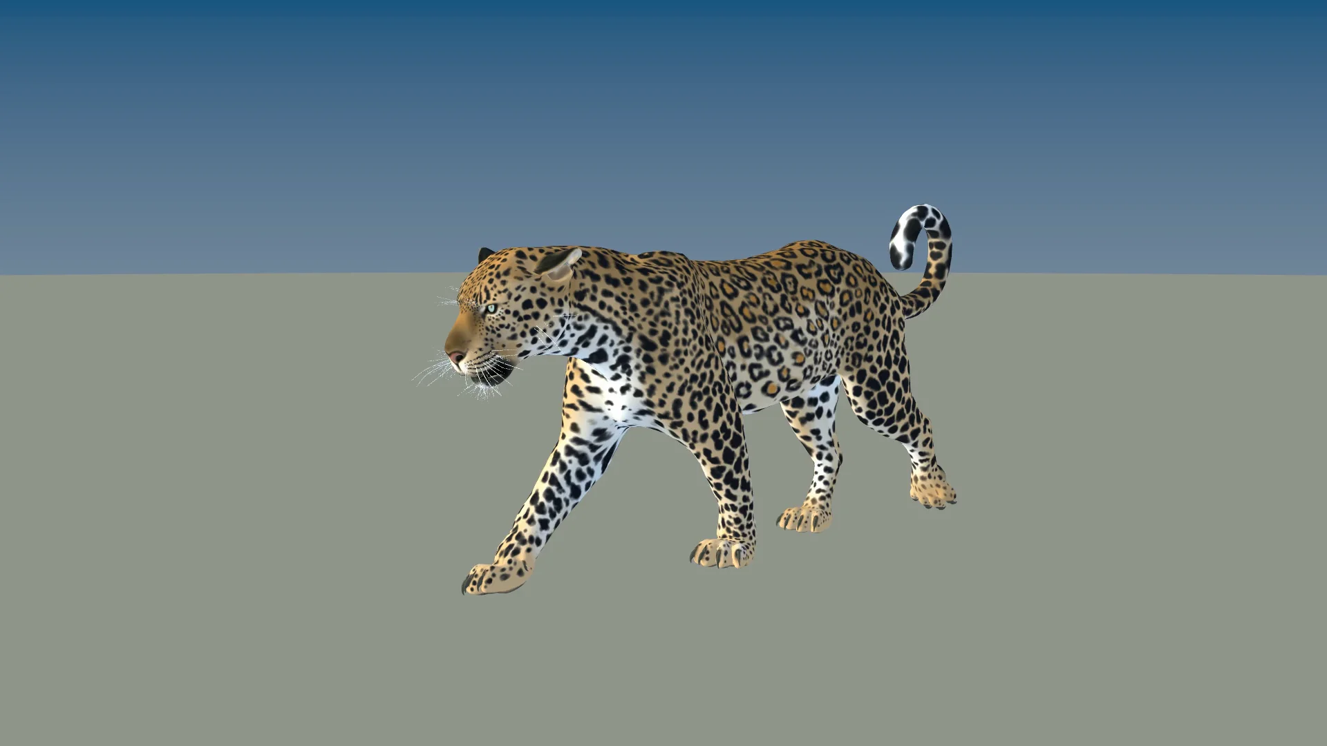 Leopard walk cycle on Vimeo