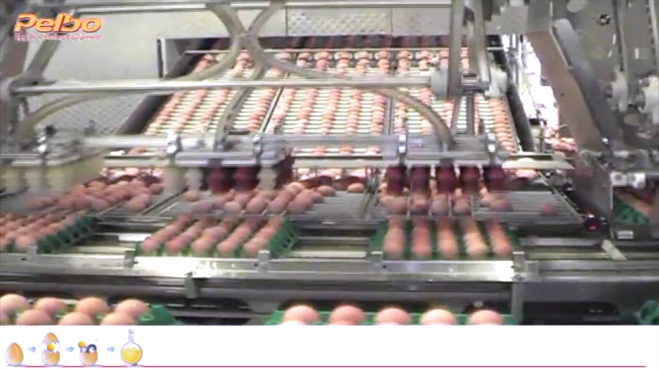 Crono 6 Pelbo egg loader 500 cph on Vimeo