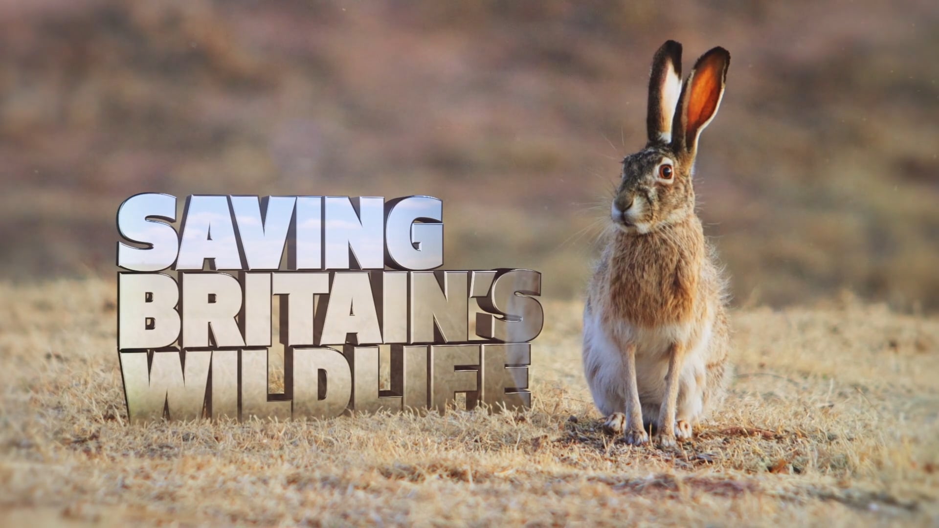 Saving British Wildlife Title Sequence on Vimeo