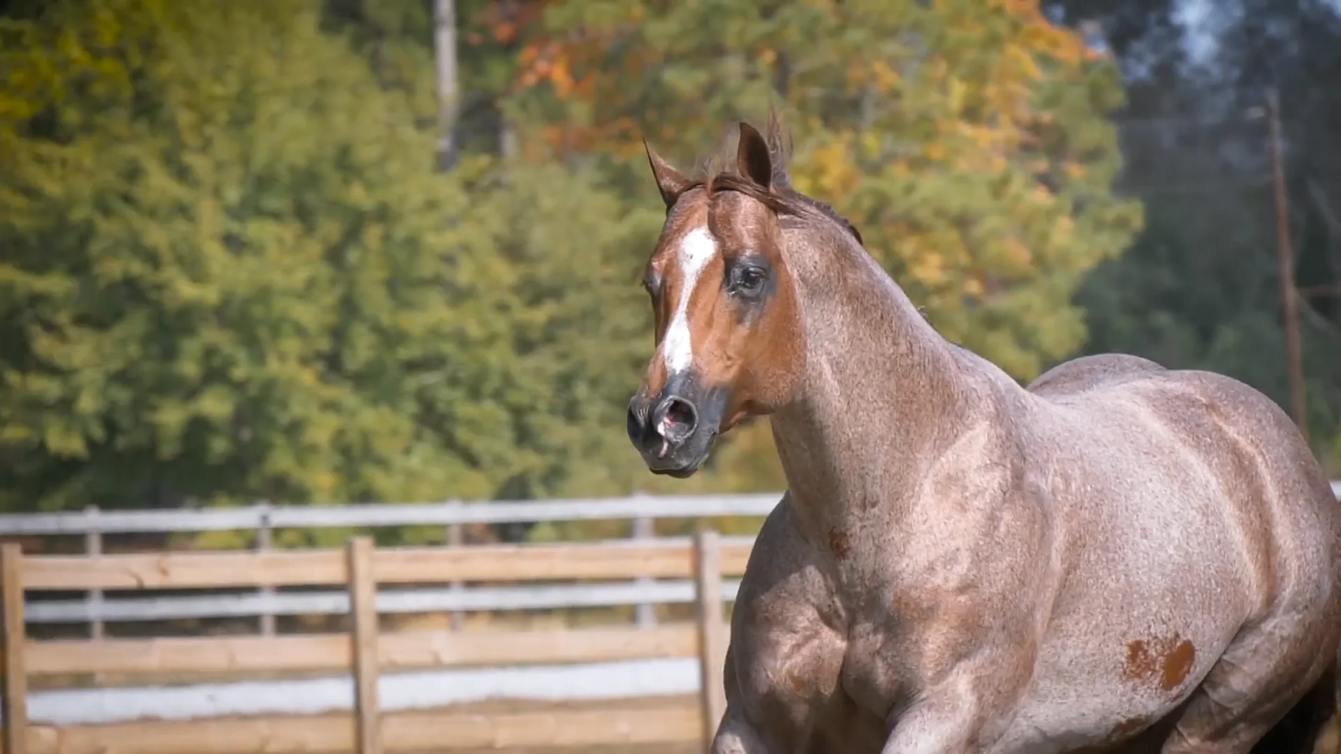 Kissin The Girls - 2010 Red Roan AQHA Stallion on Vimeo