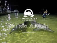 Tangalooma Wild Dolphin Feeding | Attractions | Queensland