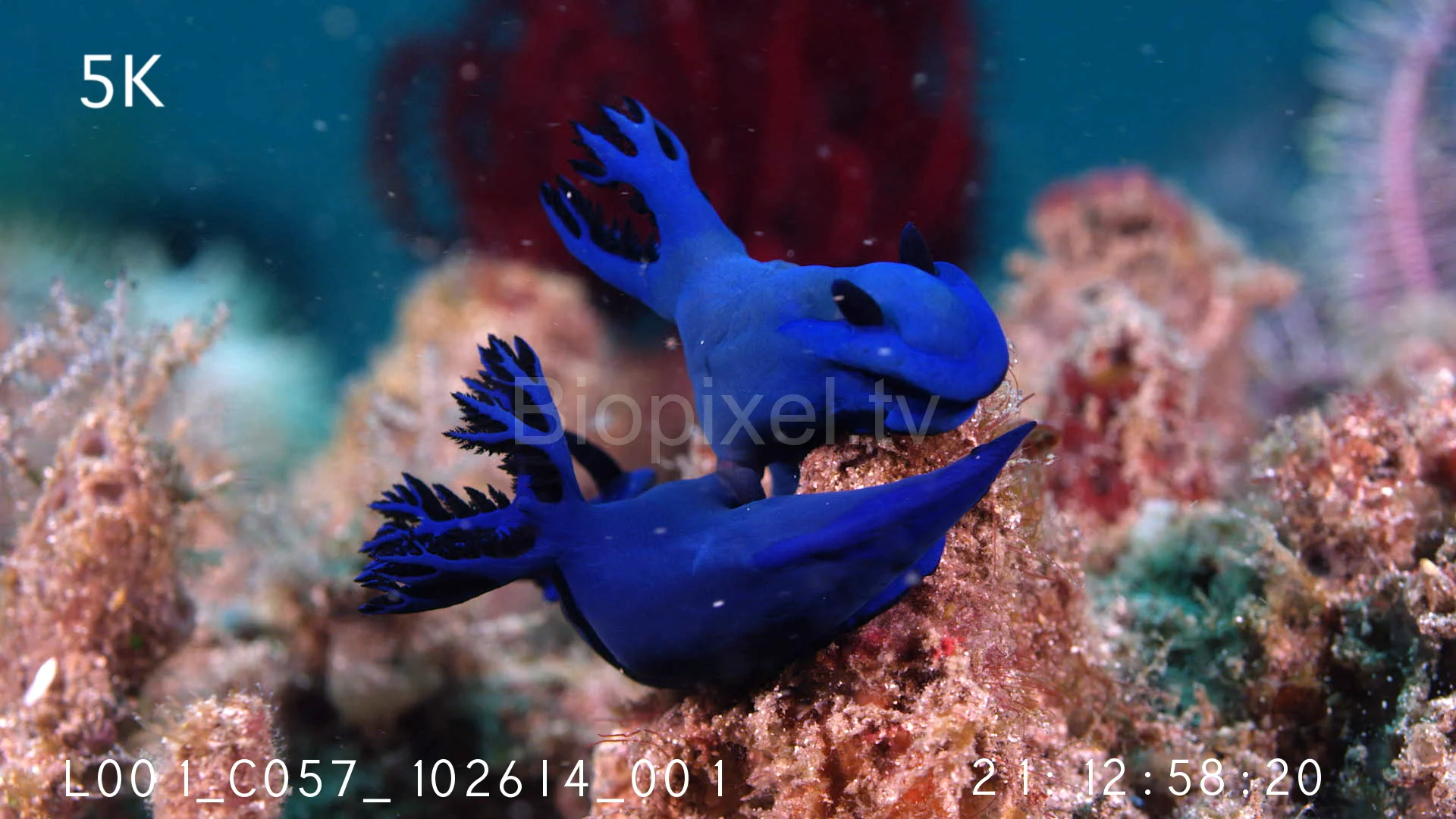 Molluscs - Shells, Nudibranchs, Nautilus, Cuttlefish, Octopus - Blue ...