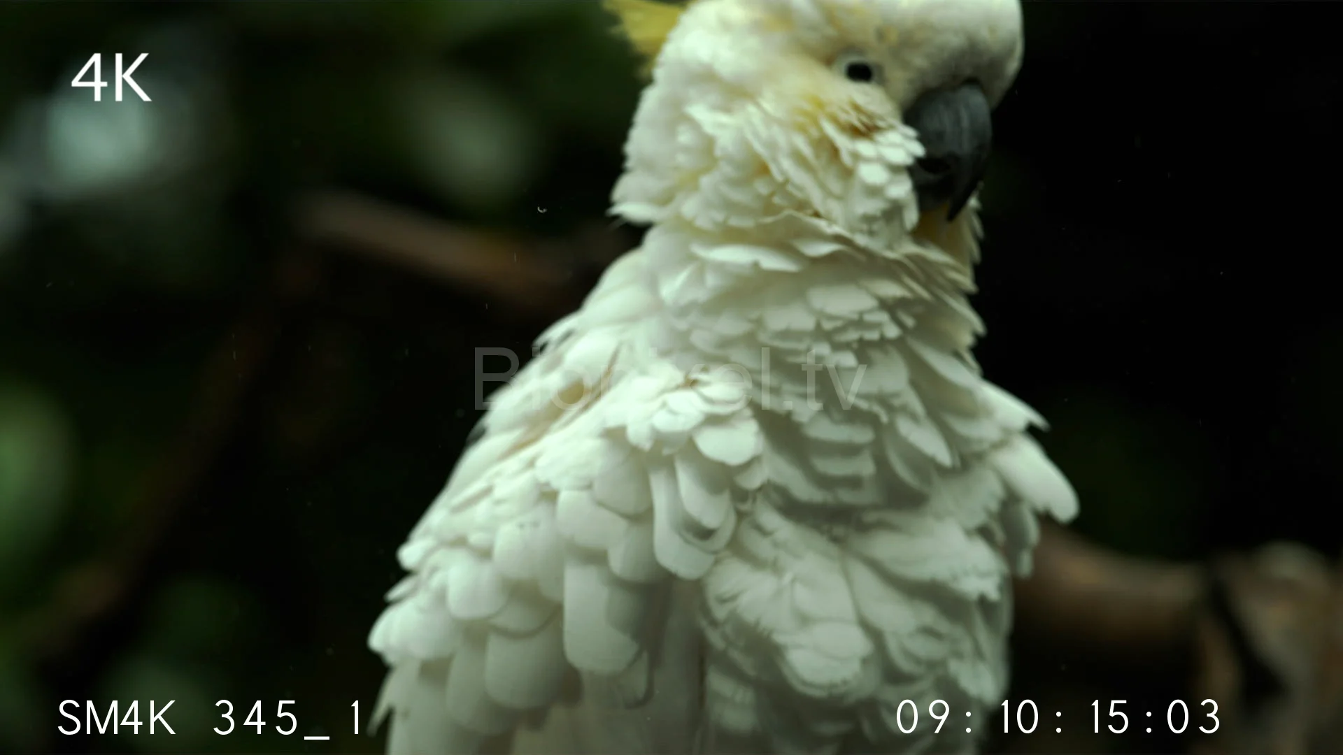 Birds - White cockatoo slow motion 4K on Vimeo