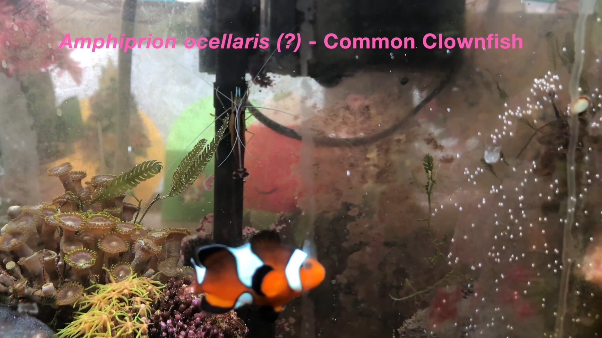 Mutant Clownfish on Vimeo
