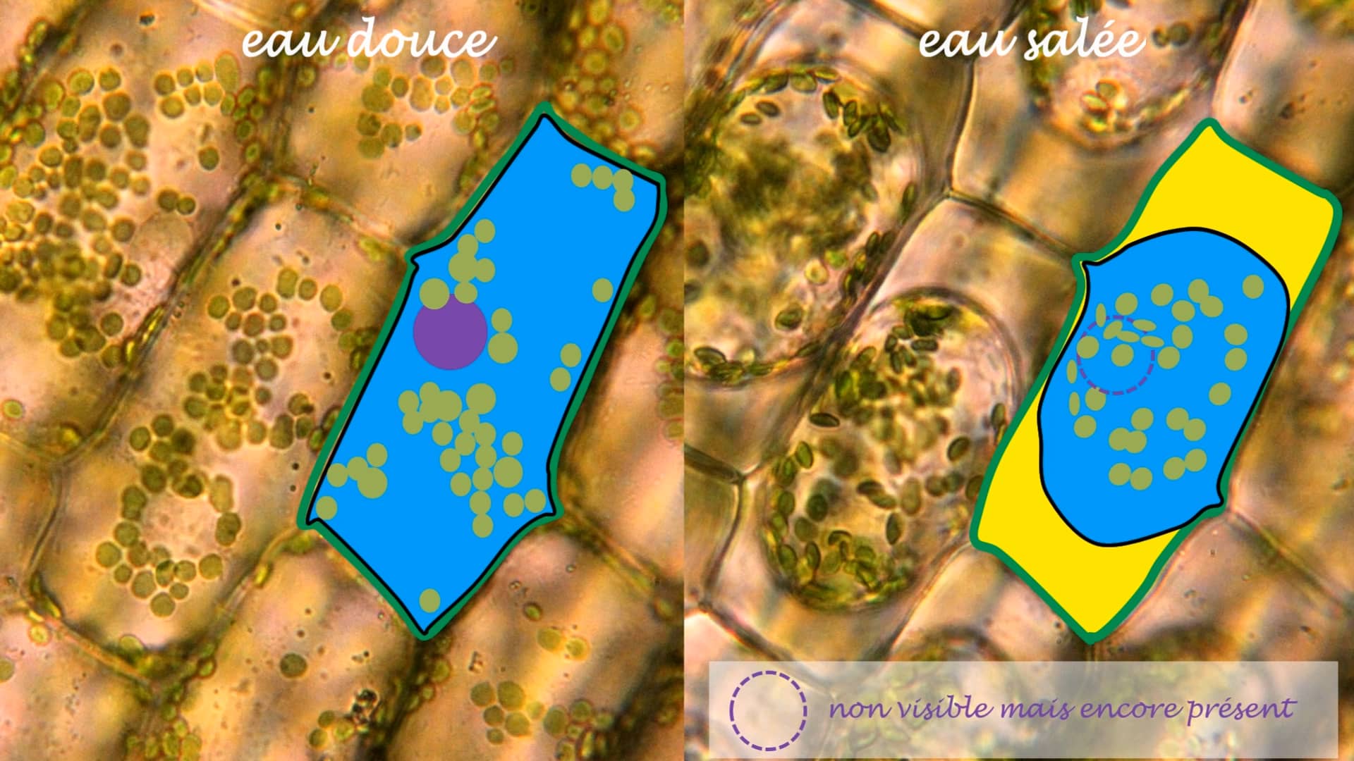 cellules de feuille d'élodée au microscope dans de l'eau douce puis ...