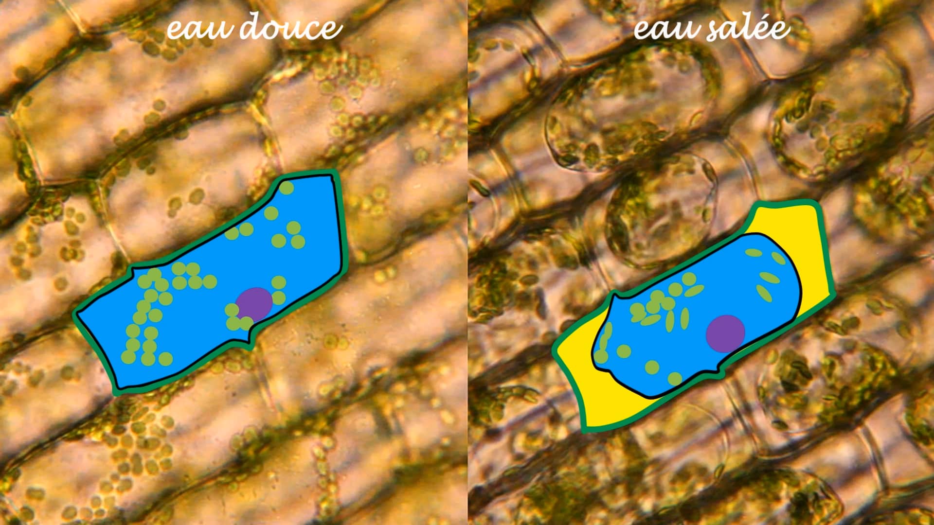 cellules de feuille d’élodée au microscope dans de l’eau douce puis ...