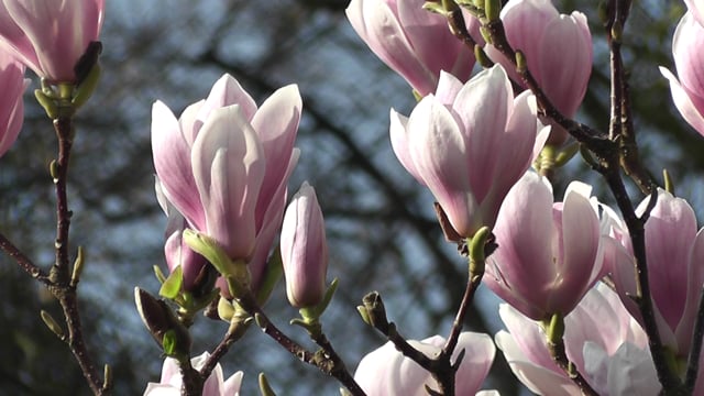 Magnolia Tree - Free video on Pixabay