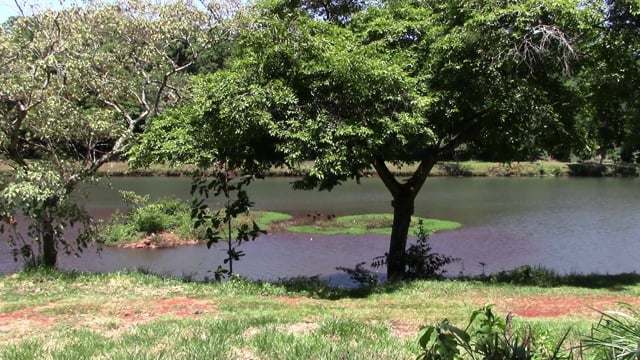 Stream Park Nature - Free video on Pixabay