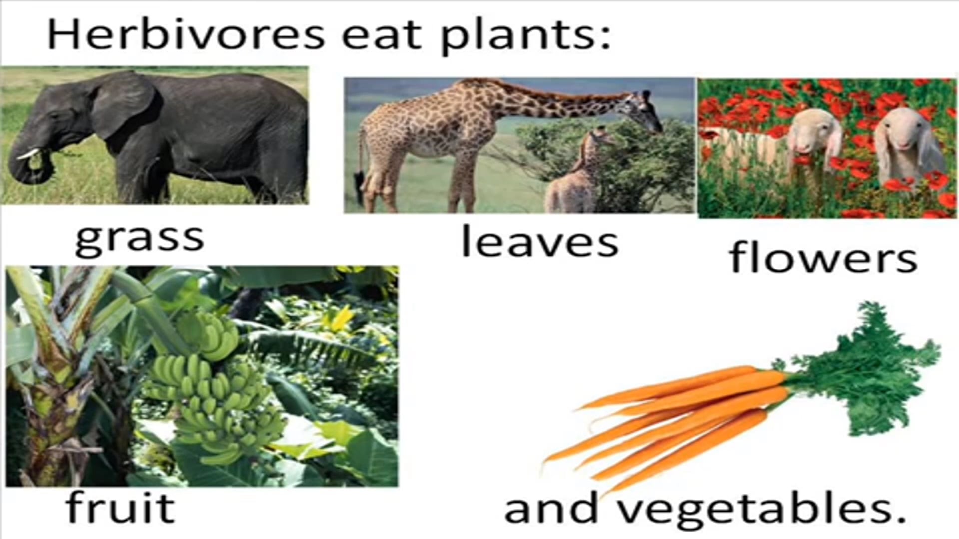What animals eat herbivores carnivores omnivores on Vimeo