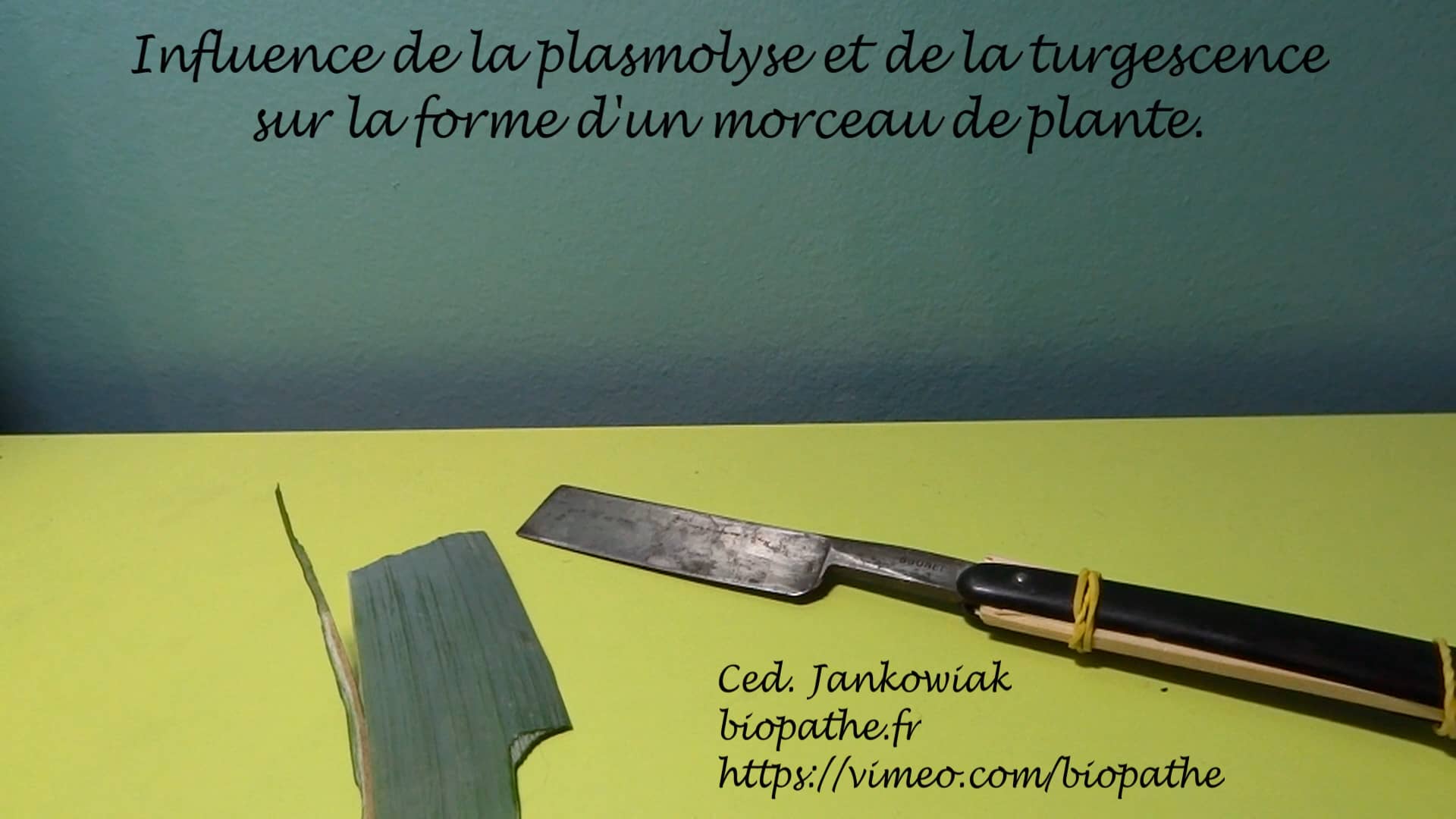 plasmolyse, turgescence, effet sur la forme d'un morceau de plante on Vimeo