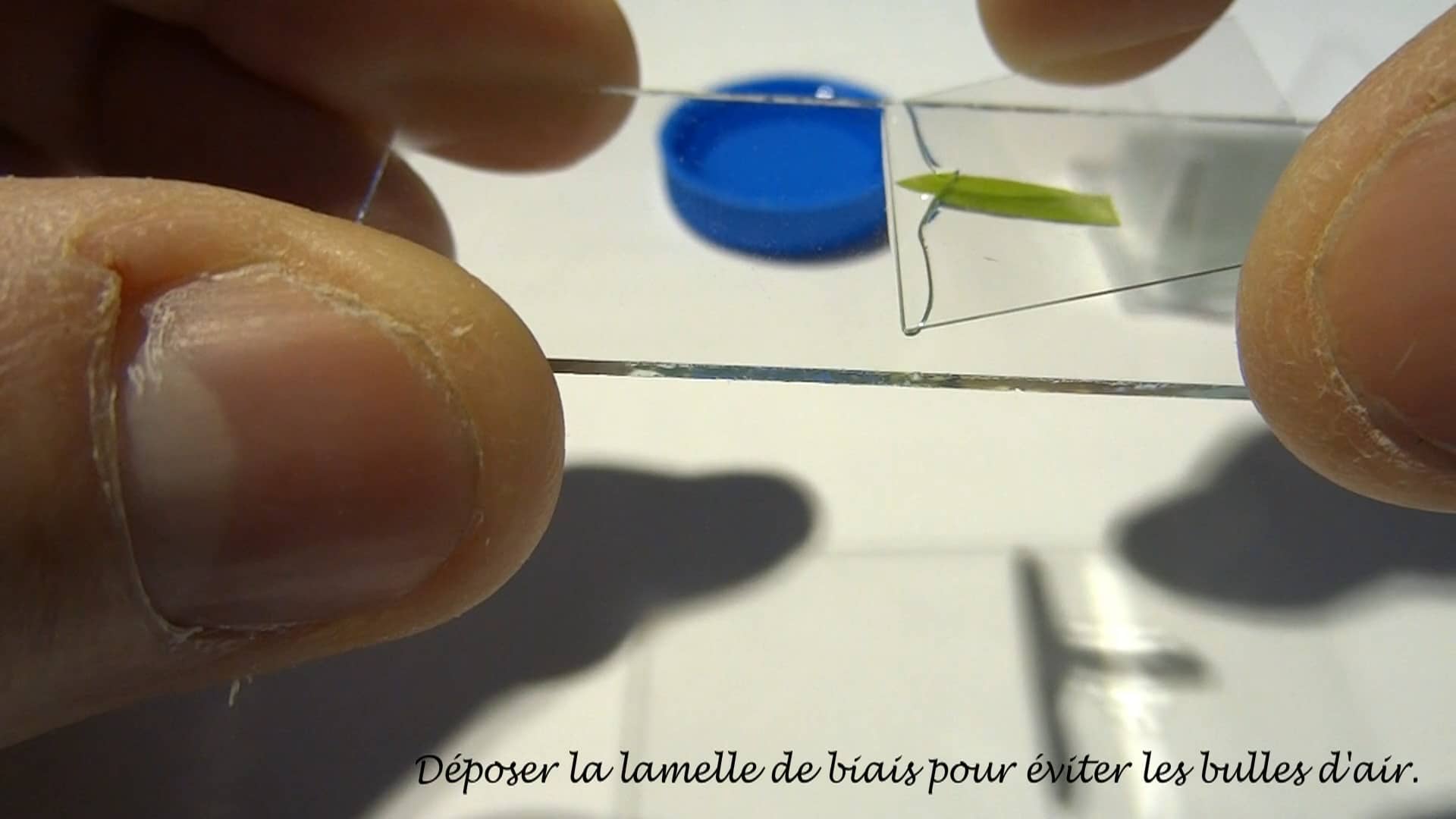 préparation d'une lame pour l'observation de cellules d'élodée au ...