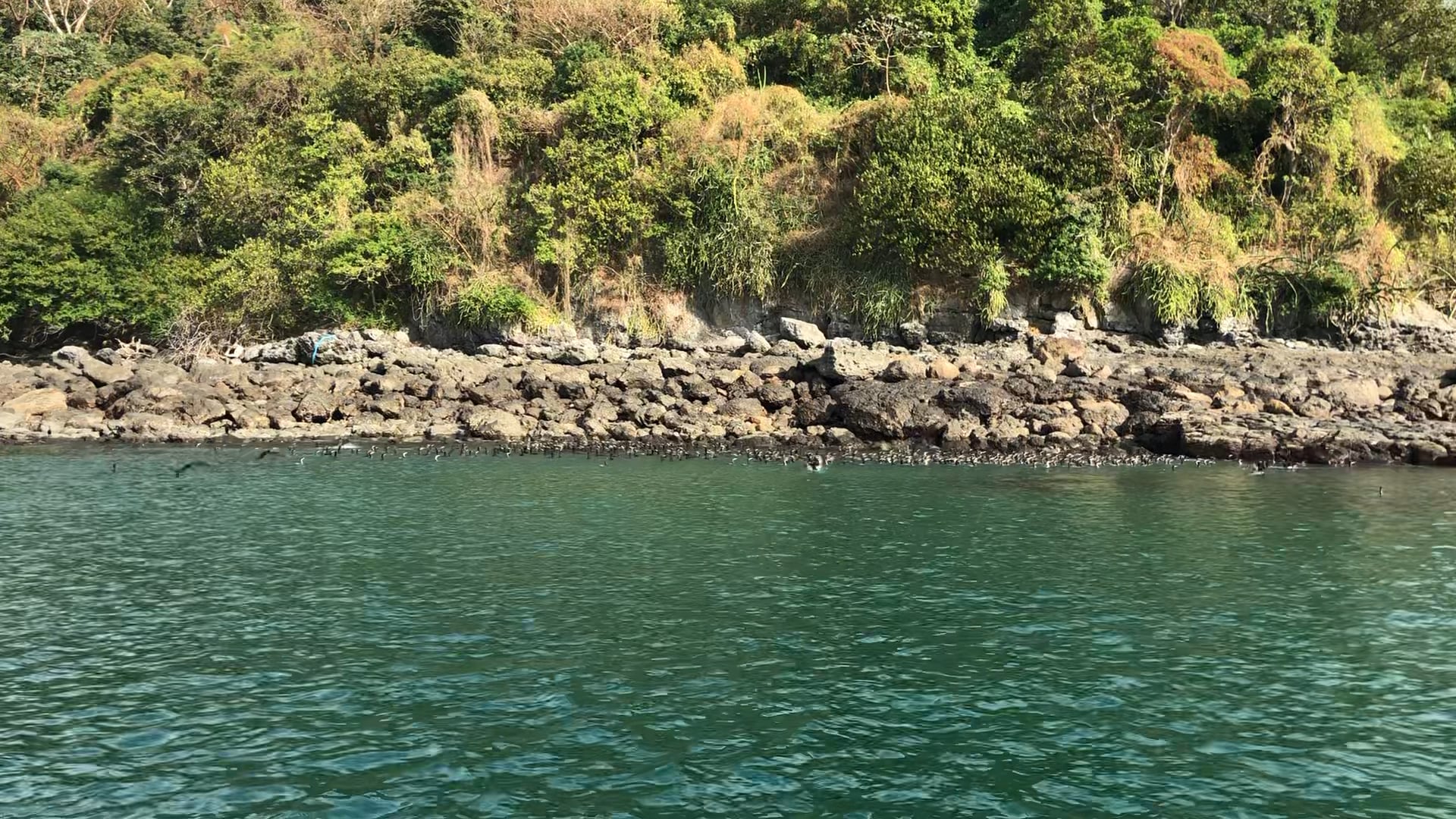 Cormorants on Uraba Island on Vimeo