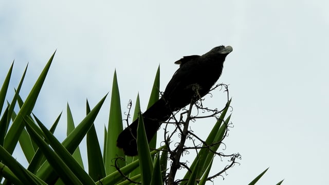 Bird Garrapatero - Free video on Pixabay