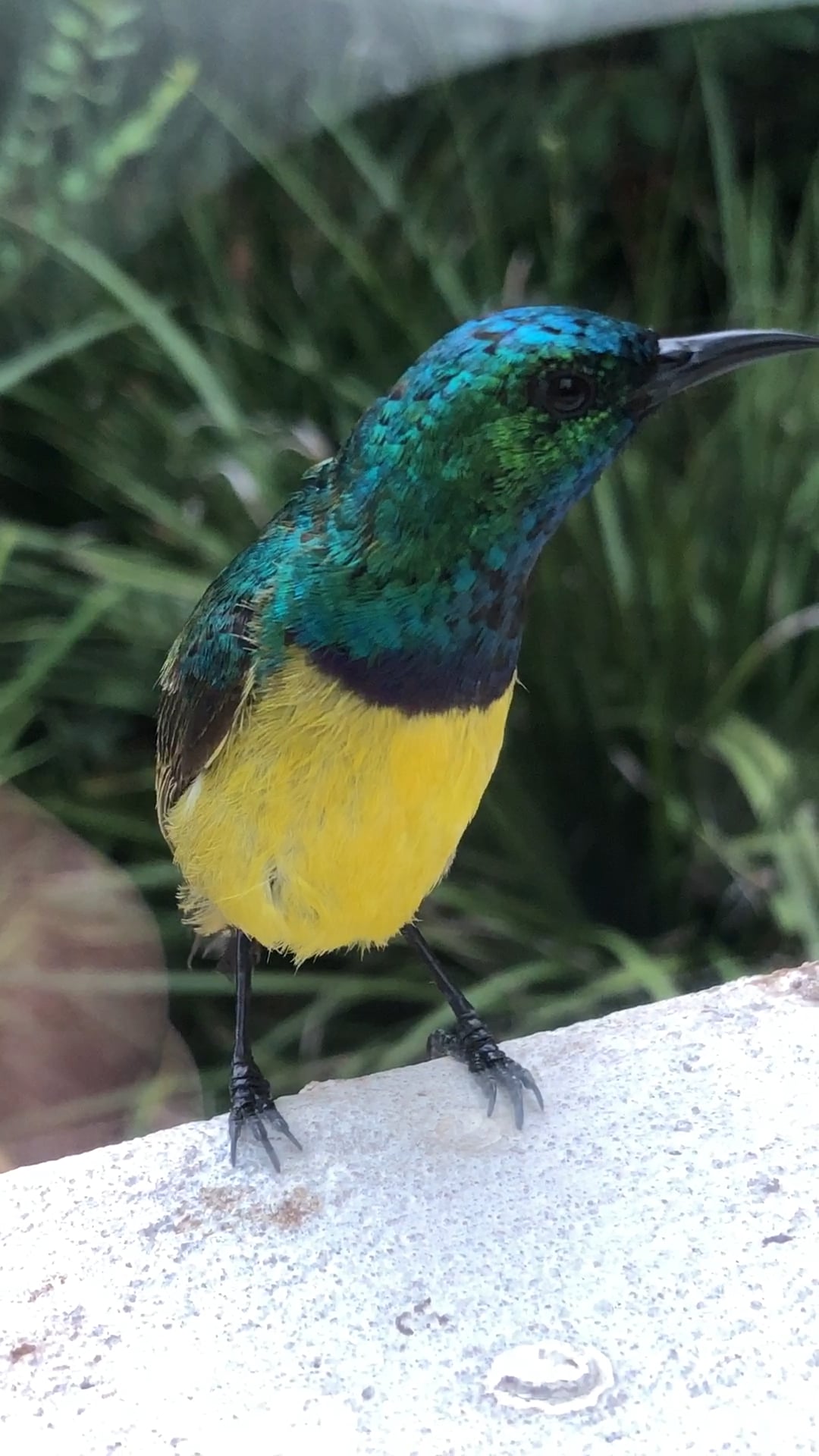 SUN BIRD