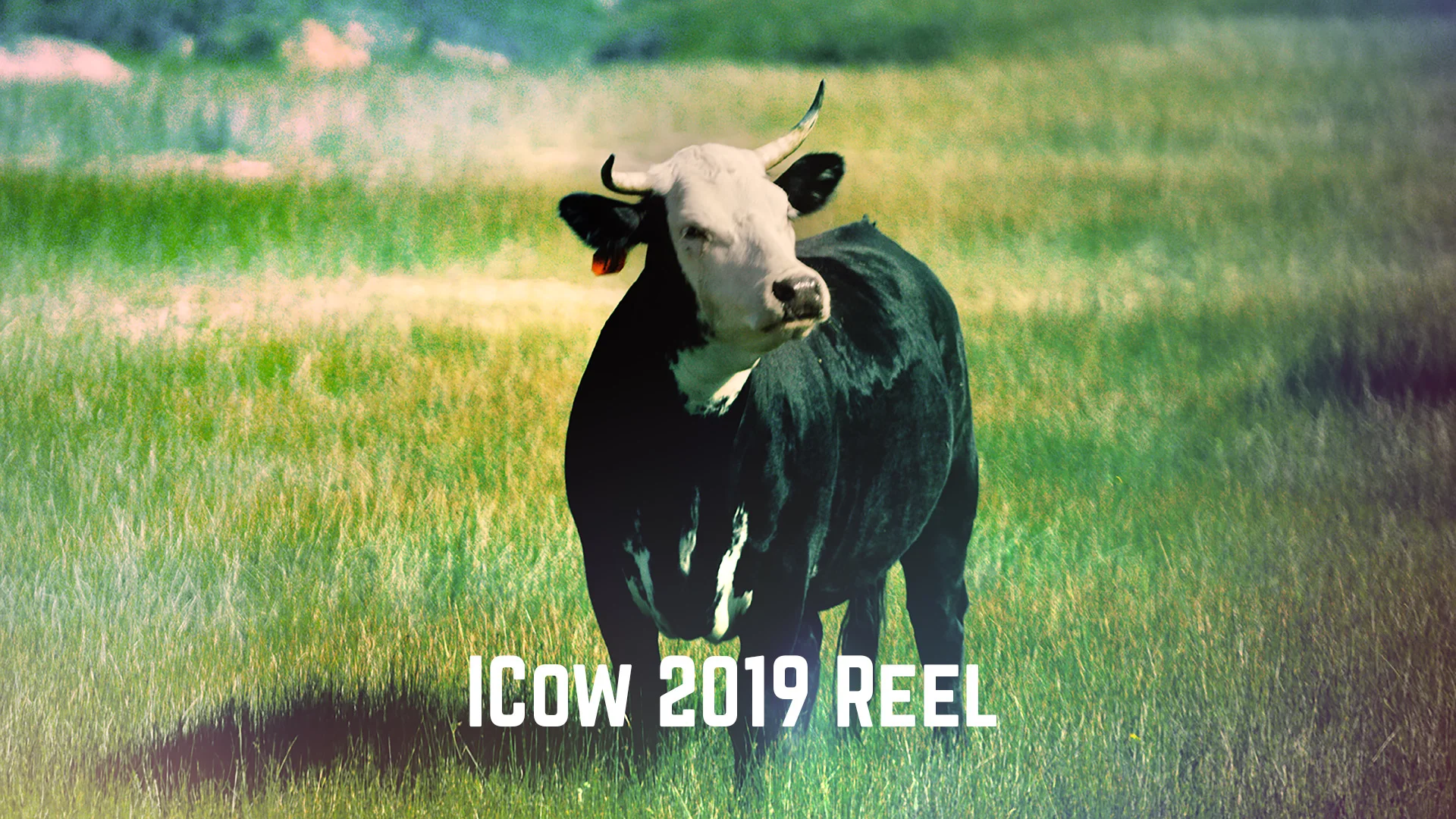 iCow video samples for Packlane - ICOW 2019 Reel on Vimeo