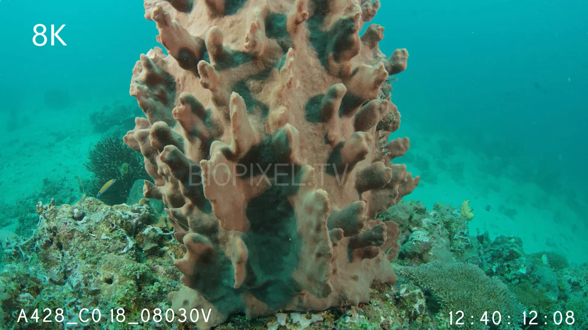4K Sponge - Large sponges 8K on Vimeo