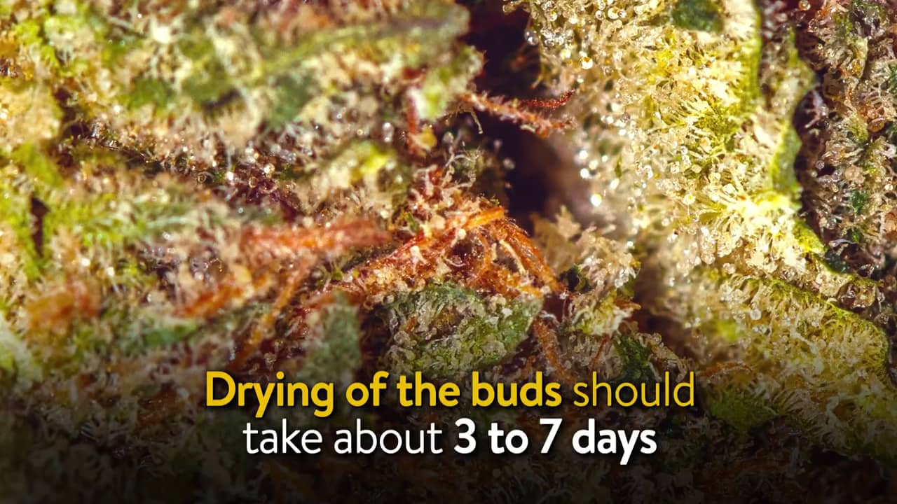 How Do You Dry and Cure Cannabis Plants? on Vimeo