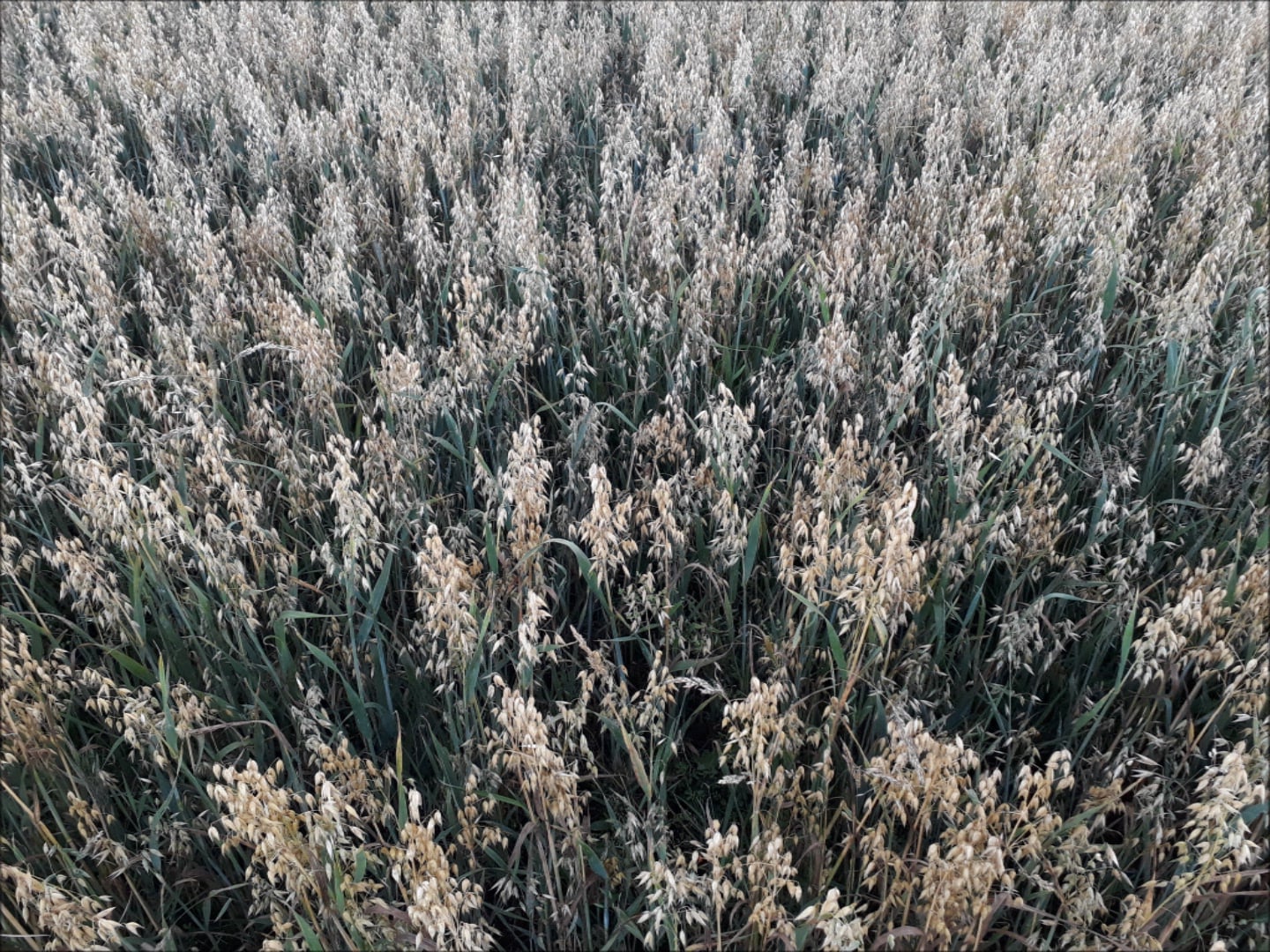 Timelapse - Woodlands Field Old Rotation - Long Term Experiment at SRUC ...