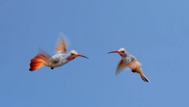 200+ Free Birds Flying & Flying Videos, HD & 4K Clips - Pixabay