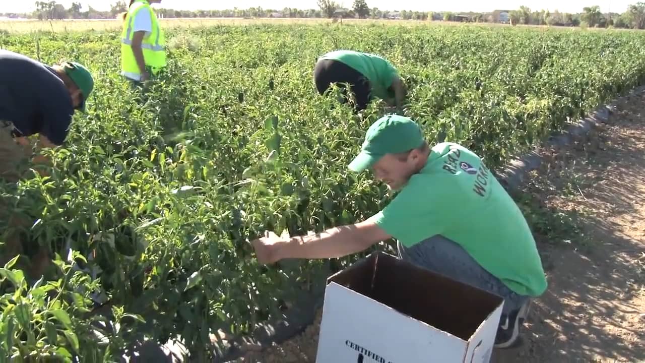 Boulder Bridge House CEO, Isabel McDevitt talks about Ready to Work in ...