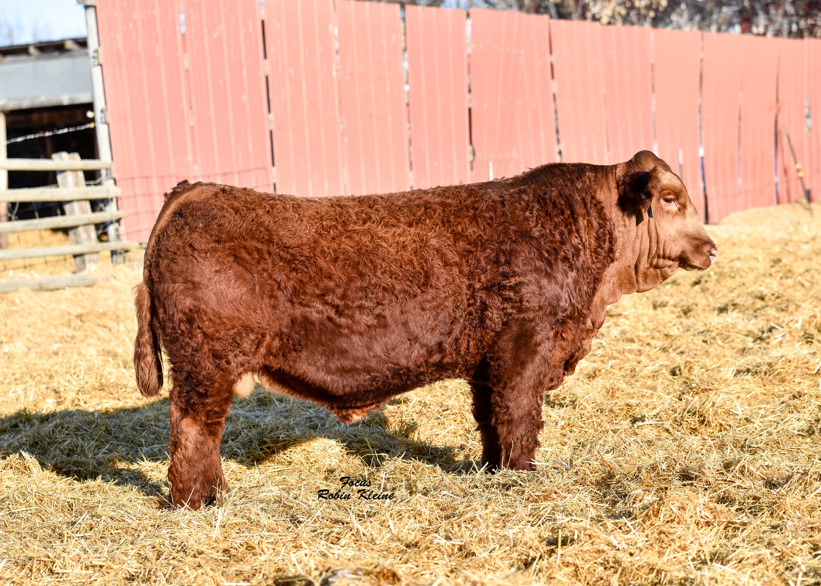 2019 Ellingson Simmentals Lot 11 on Vimeo