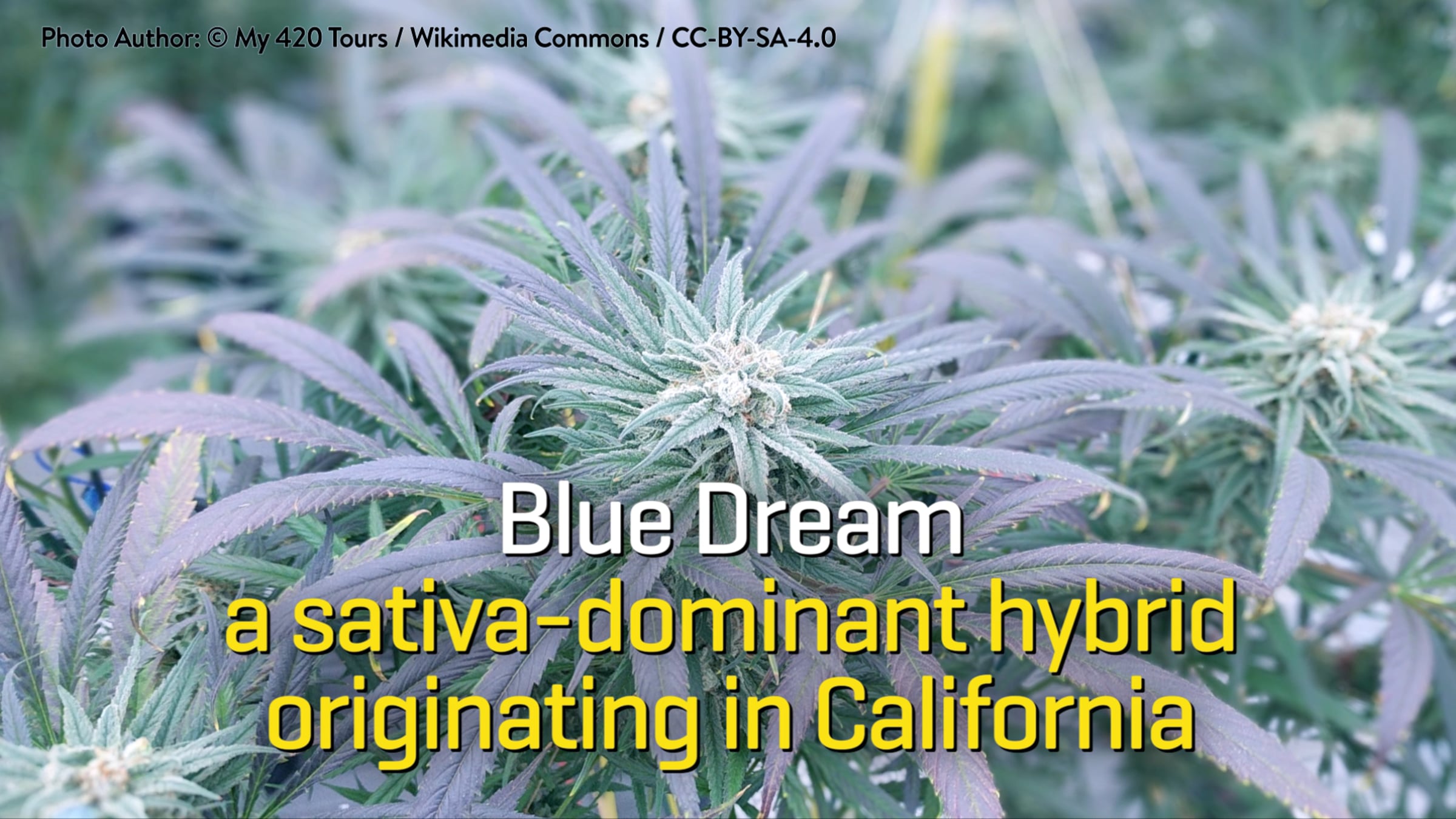 Is the Blue Dream Marijuana Strain the Greatest of All-Time?