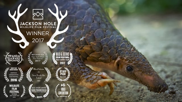 Pangolin | New York Wild Film Festival