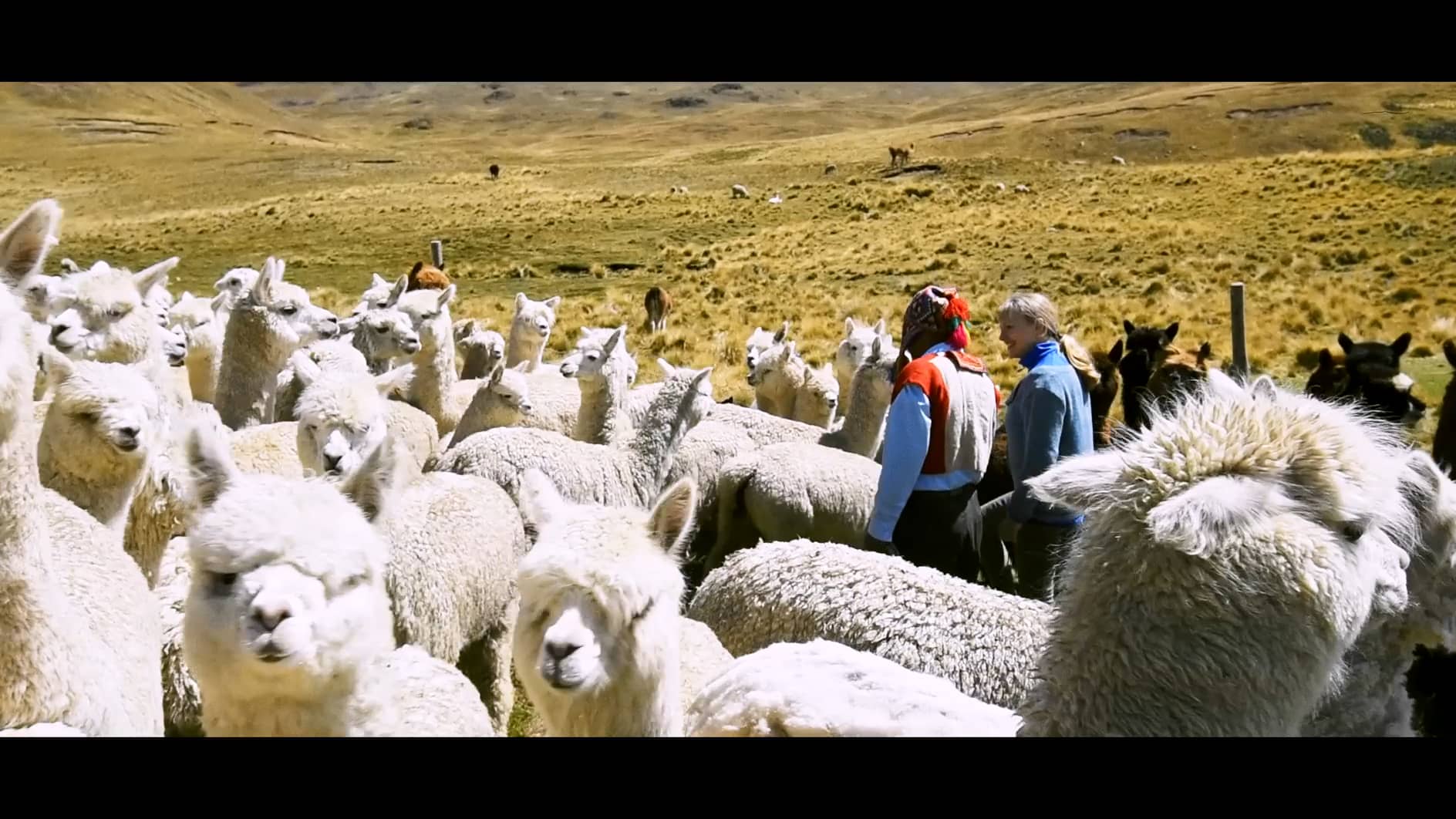 Alpaka film short on Vimeo