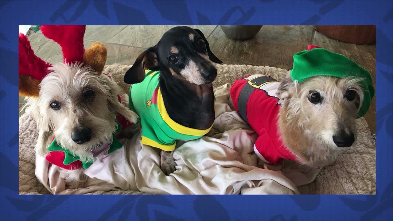 PETS on Vimeo