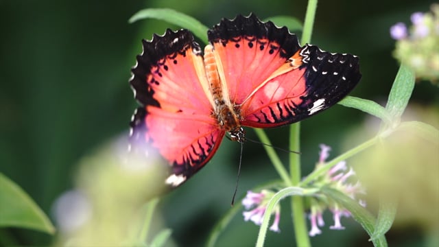 Butterfly Flying Videos: Download 37+ Free 4K & HD Stock Footage Clips ...