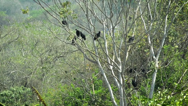 Tree Wild Life Nature - Free video on Pixabay