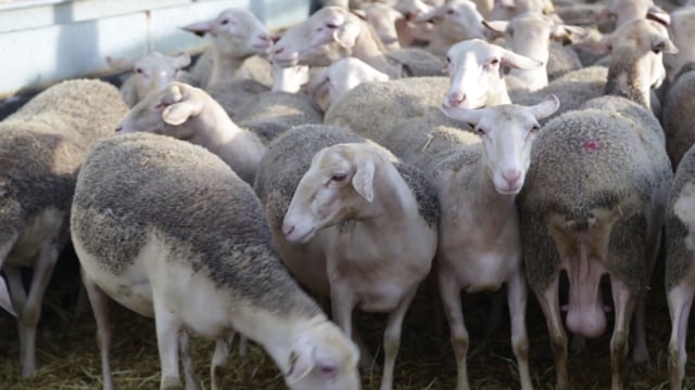 Sheep, Mutton, Cattle Raising. Free Stock Video - Pixabay