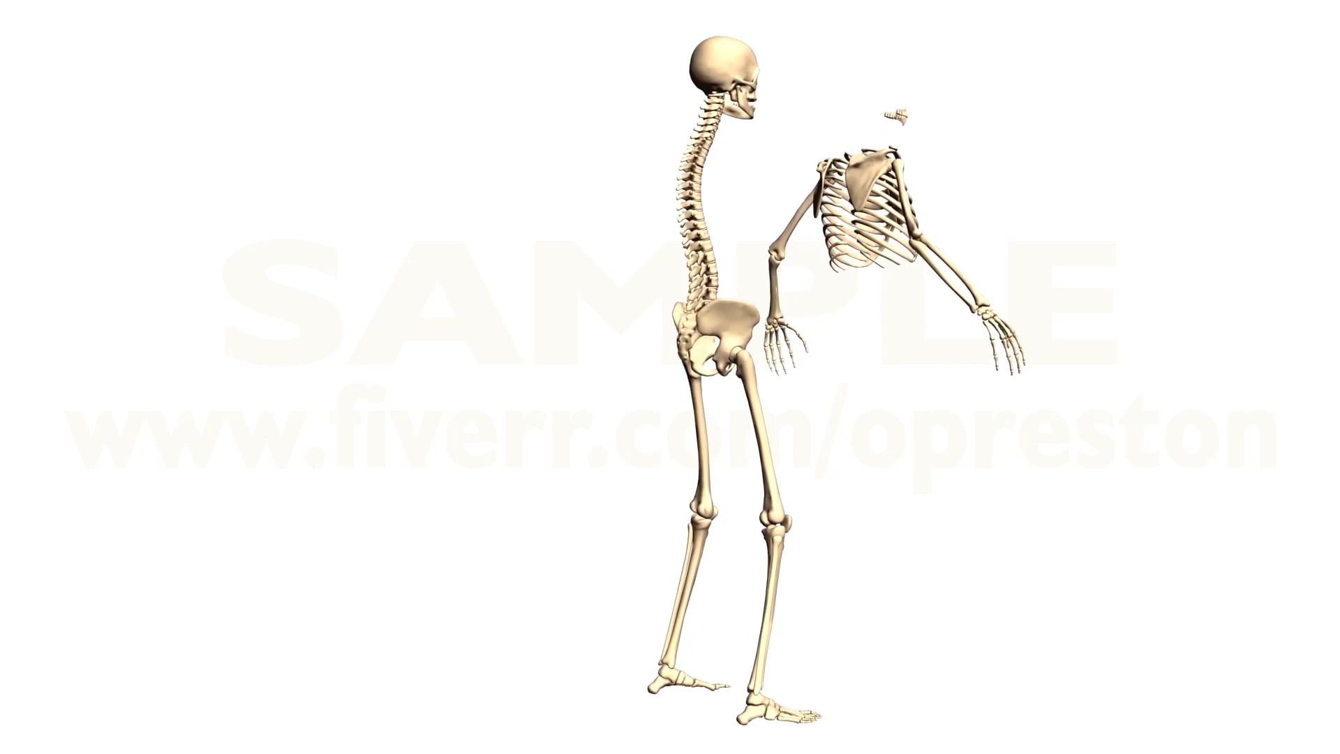Time-lapse 3d animation showing a process of assembled of the skeleton ...