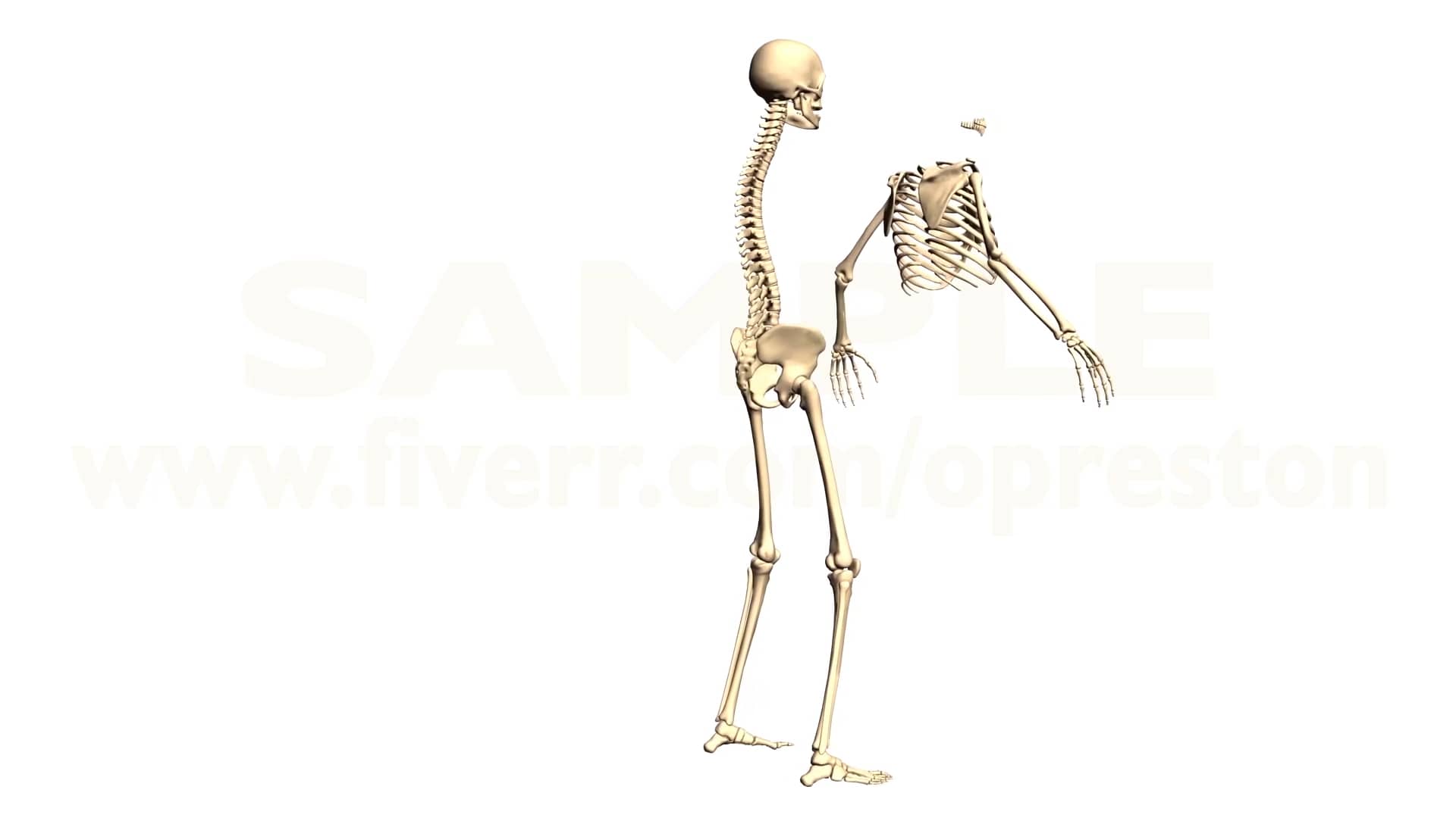 Time-lapse 3d animation showing a process of assembled of the skeleton ...