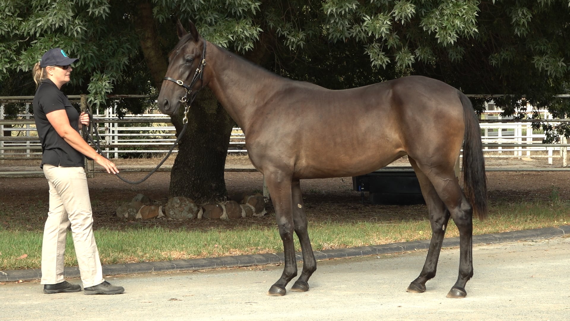 Lot 57 - A Rocknroll Dance USA x Little Miss Voodoo - Filly 🥇 Own That ...