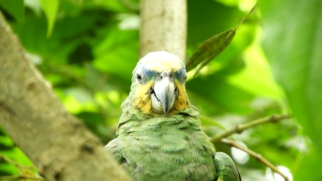 Bird Parrot Peak - Free video on Pixabay