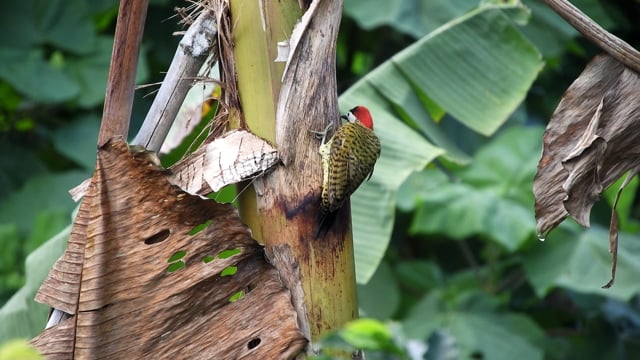 Nature Bird Carpenter - Free video on Pixabay