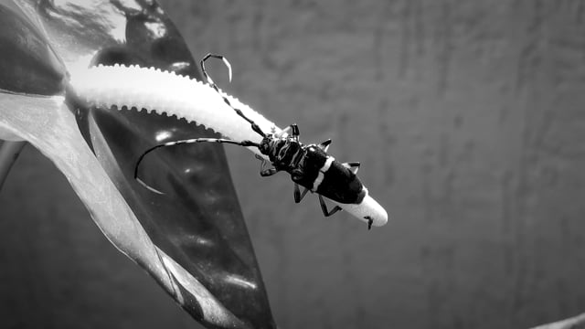 Black And White Insect Macro - Free video on Pixabay