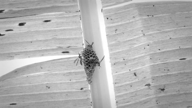Black And White, Insects, Wasps. Free Stock Video - Pixabay