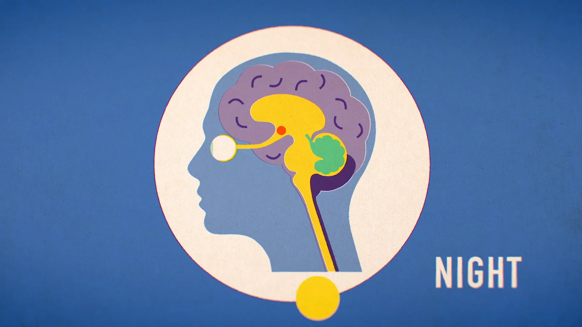 Body Clock What Makes Us Tick