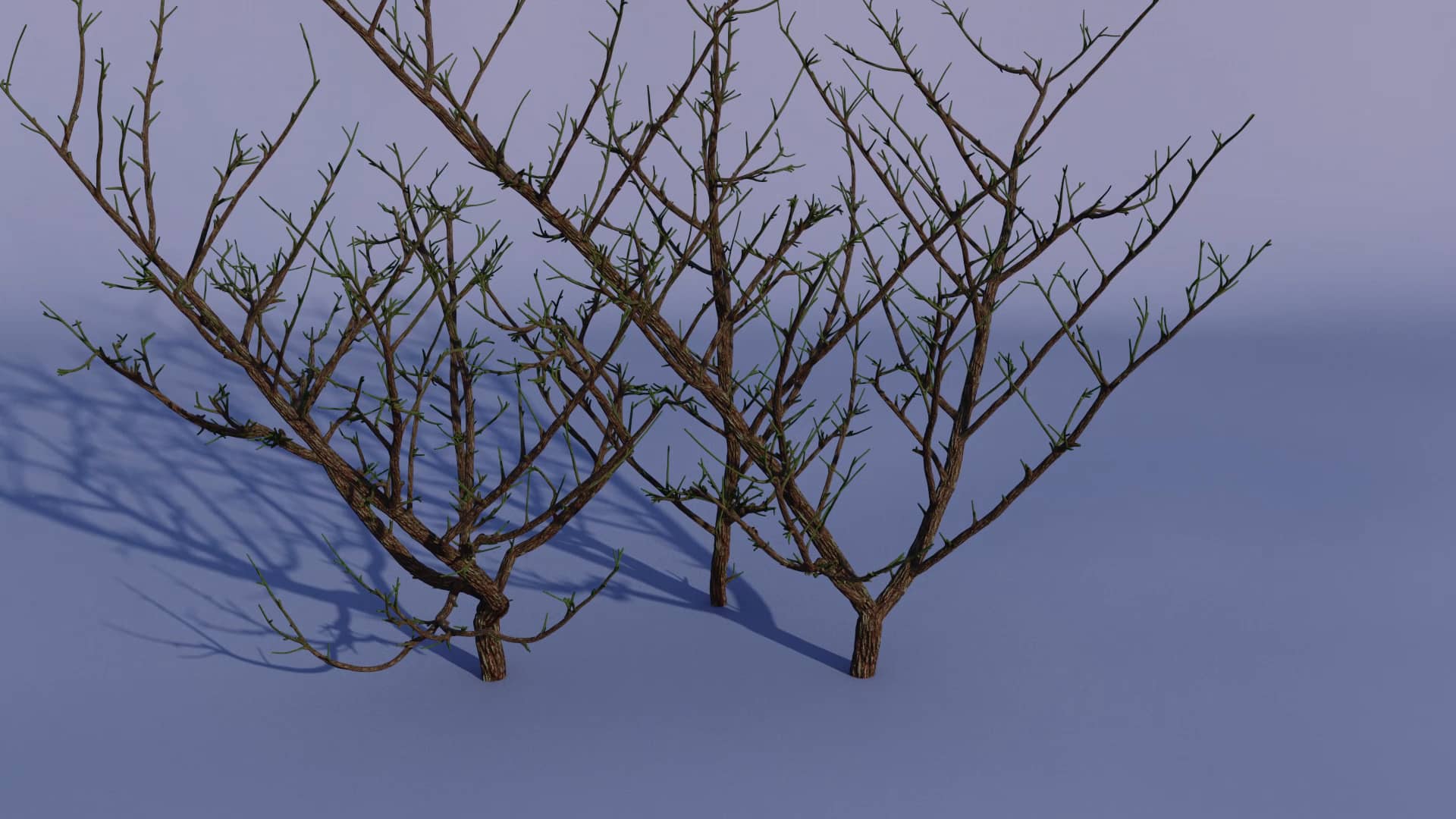 Algorithmic Botany: Growing Trees on Vimeo