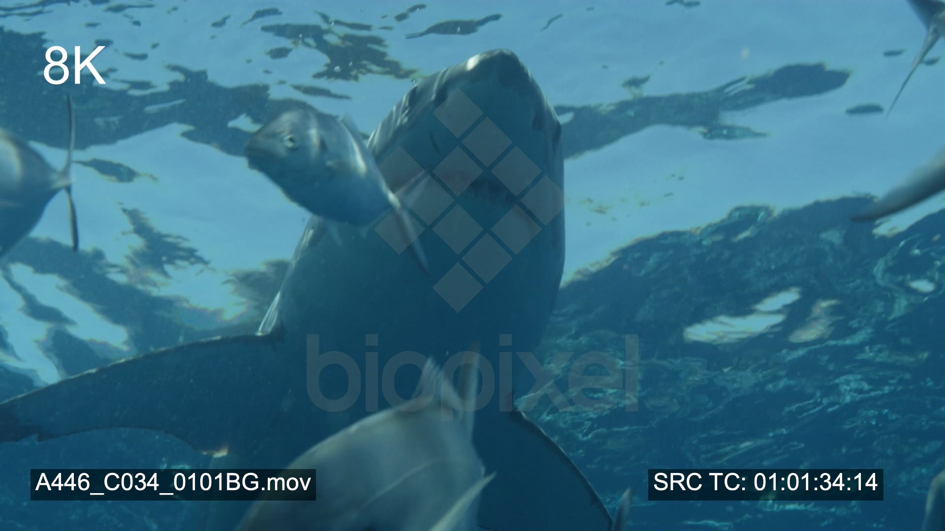 4K Feeding - Great White Shark adolescent male swimming in school of ...