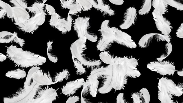 Feather, Transition, Feathers. Free Stock Video - Pixabay