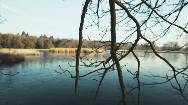 Tree, Frozen, Pond. Free Stock Video - Pixabay
