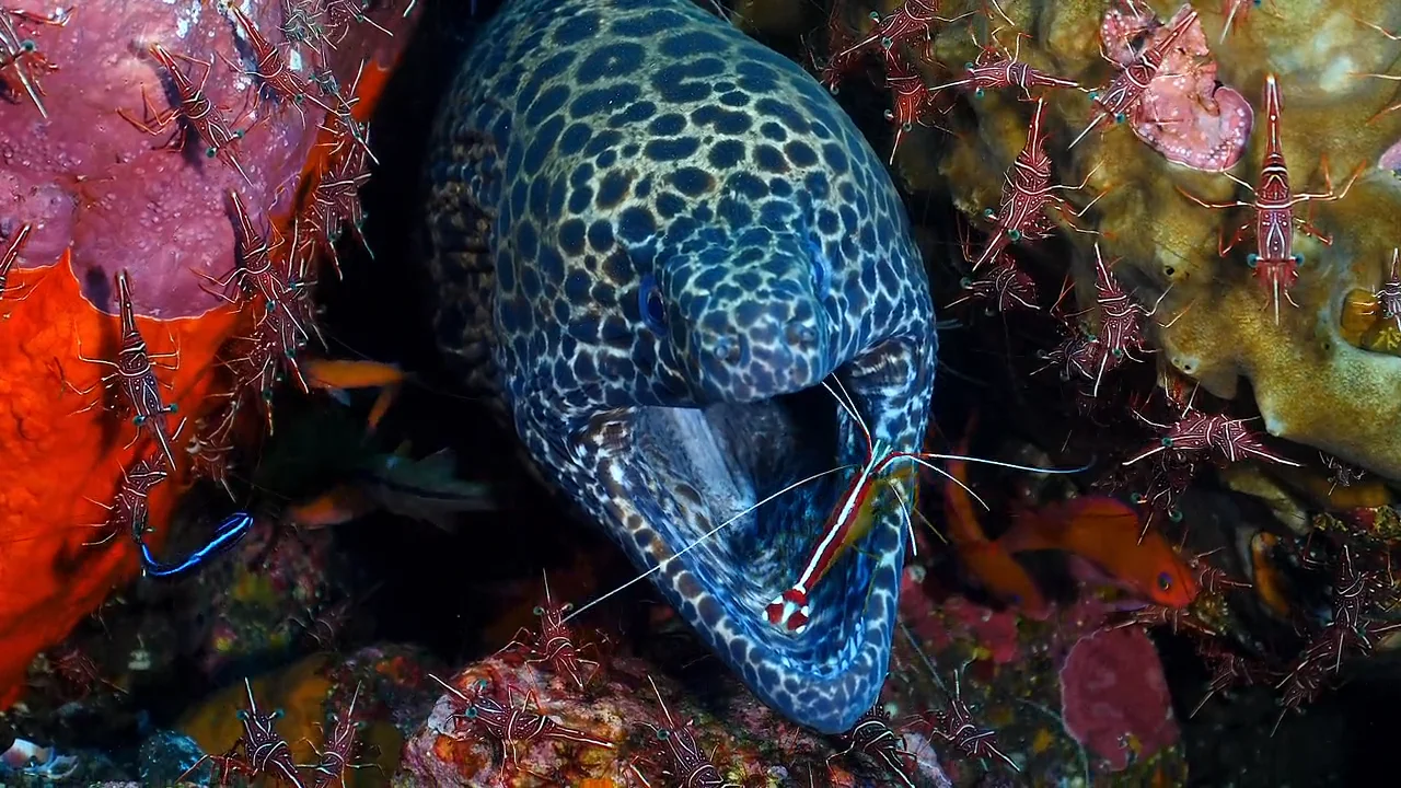 Amazing Underwater Creatures in the Java Sea