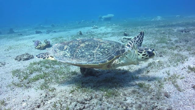 Tortue Imbriquée De Mer - Free video on Pixabay