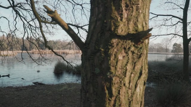 Winter, Cold, Trees. Free Stock Video - Pixabay